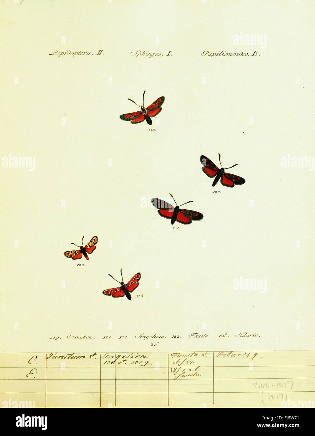 HCöbner's Papilio (Page Lepidoptera Sphinges) - A detailed work on the ...