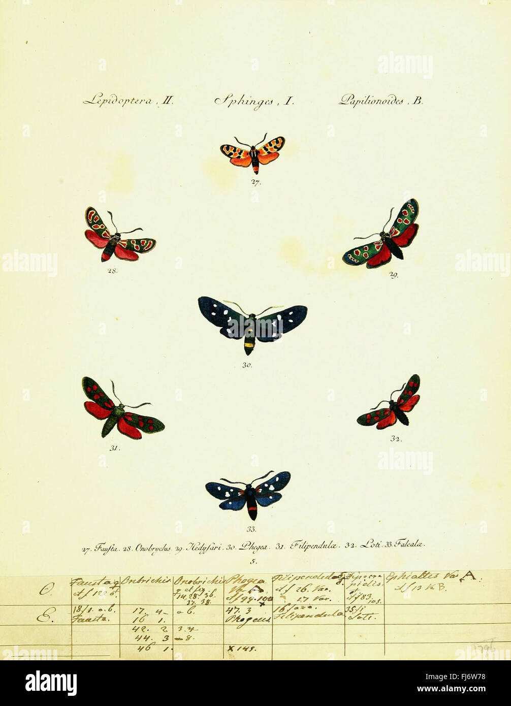 A detailed entomological illustration of a butterfly species, likely ...