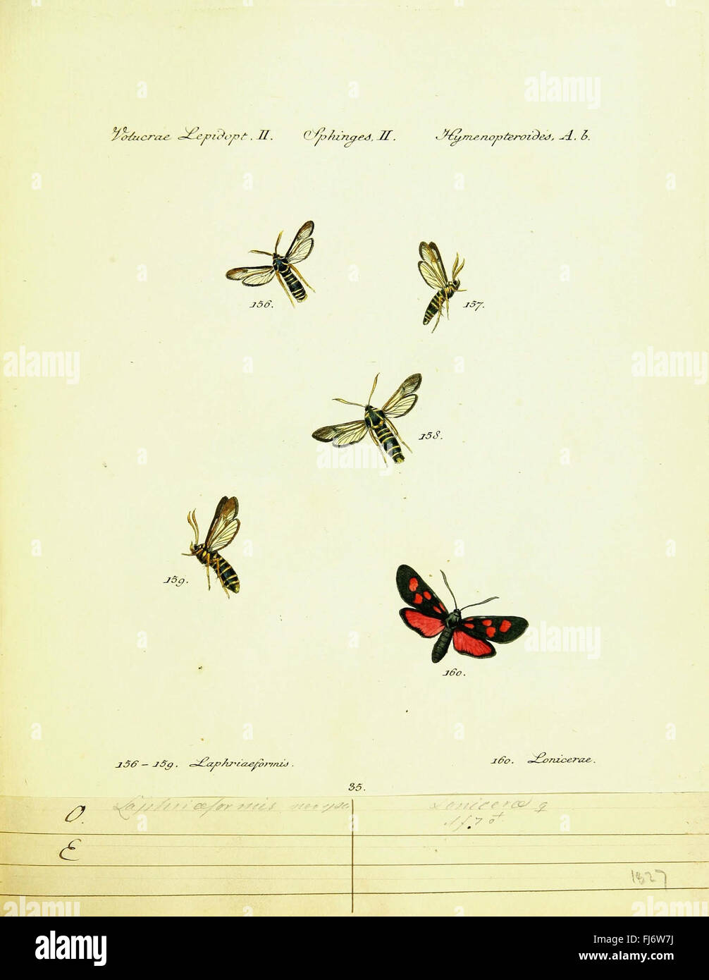 Lepidoptera, butterflies, Cornell University Library, butterfly species ...