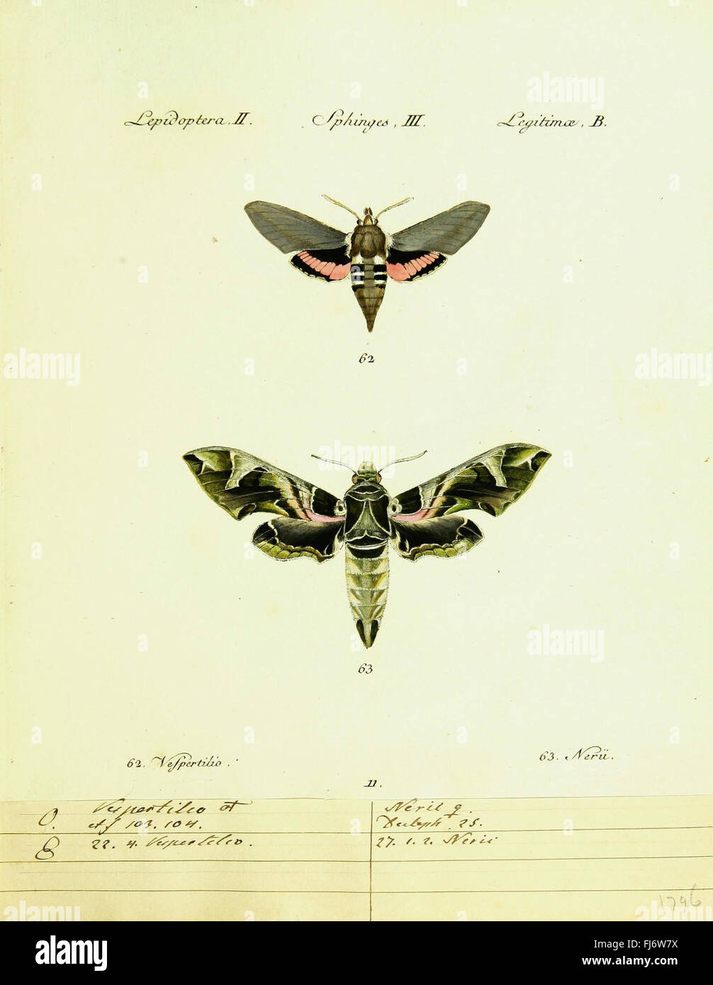 Illustrations from HCübbner's Papilio, a detailed study of butterfly ...