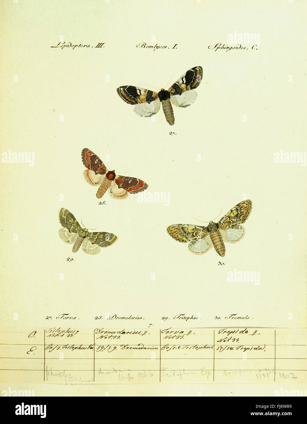 A detailed illustration of HC3BCbner's papilio, part of a larger ...