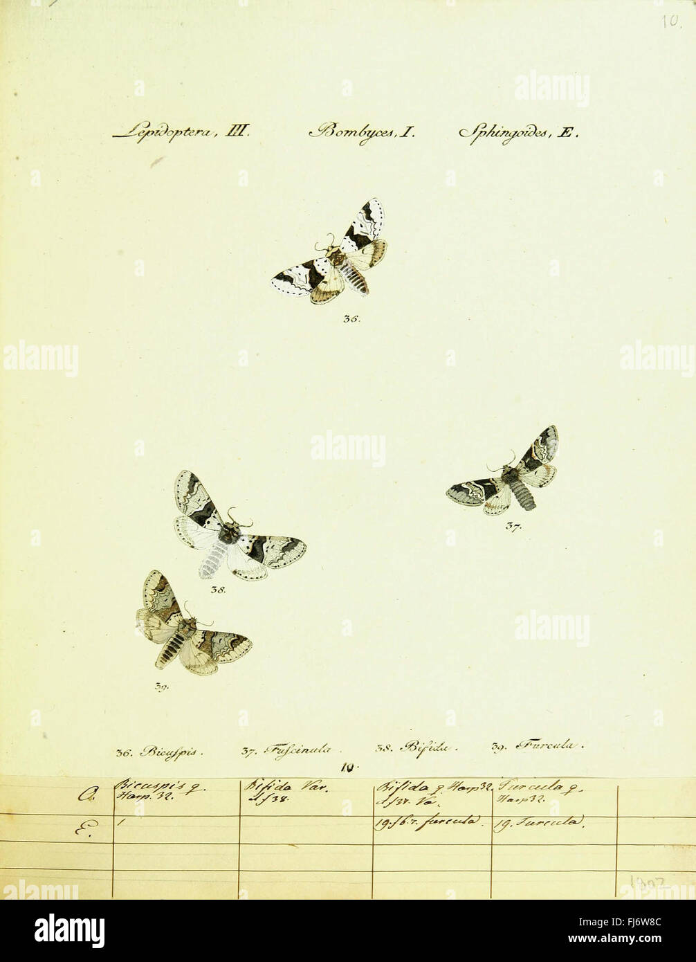 Hubner's Butterfly, Plate III-I-E Stock Photo - Alamy