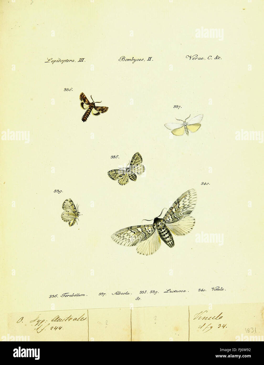 An entomological work on the study of Sphingidae (hawk moths), with ...
