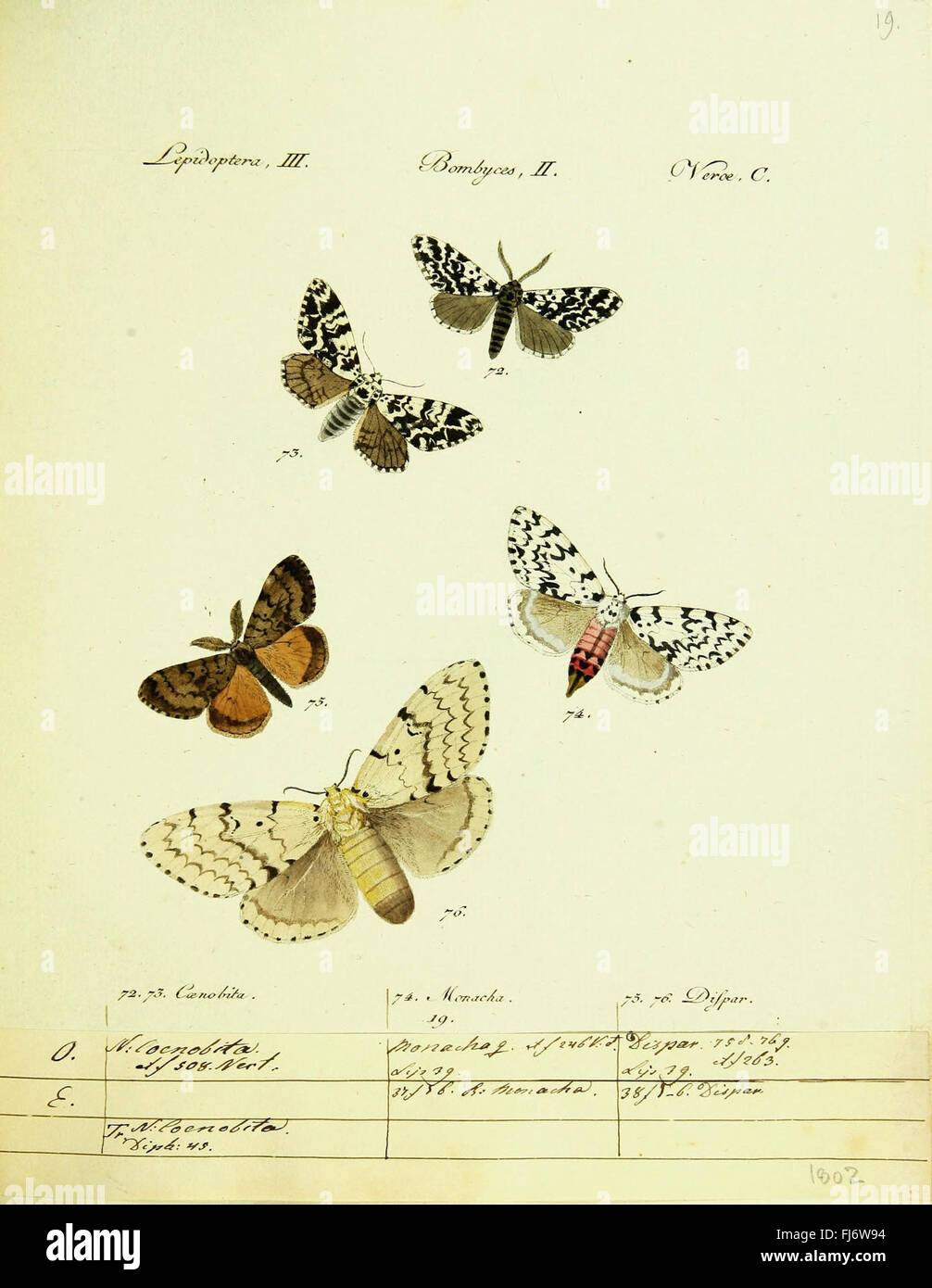 Lepidoptera, butterflies, butterfly classification, species identification, scientific ...