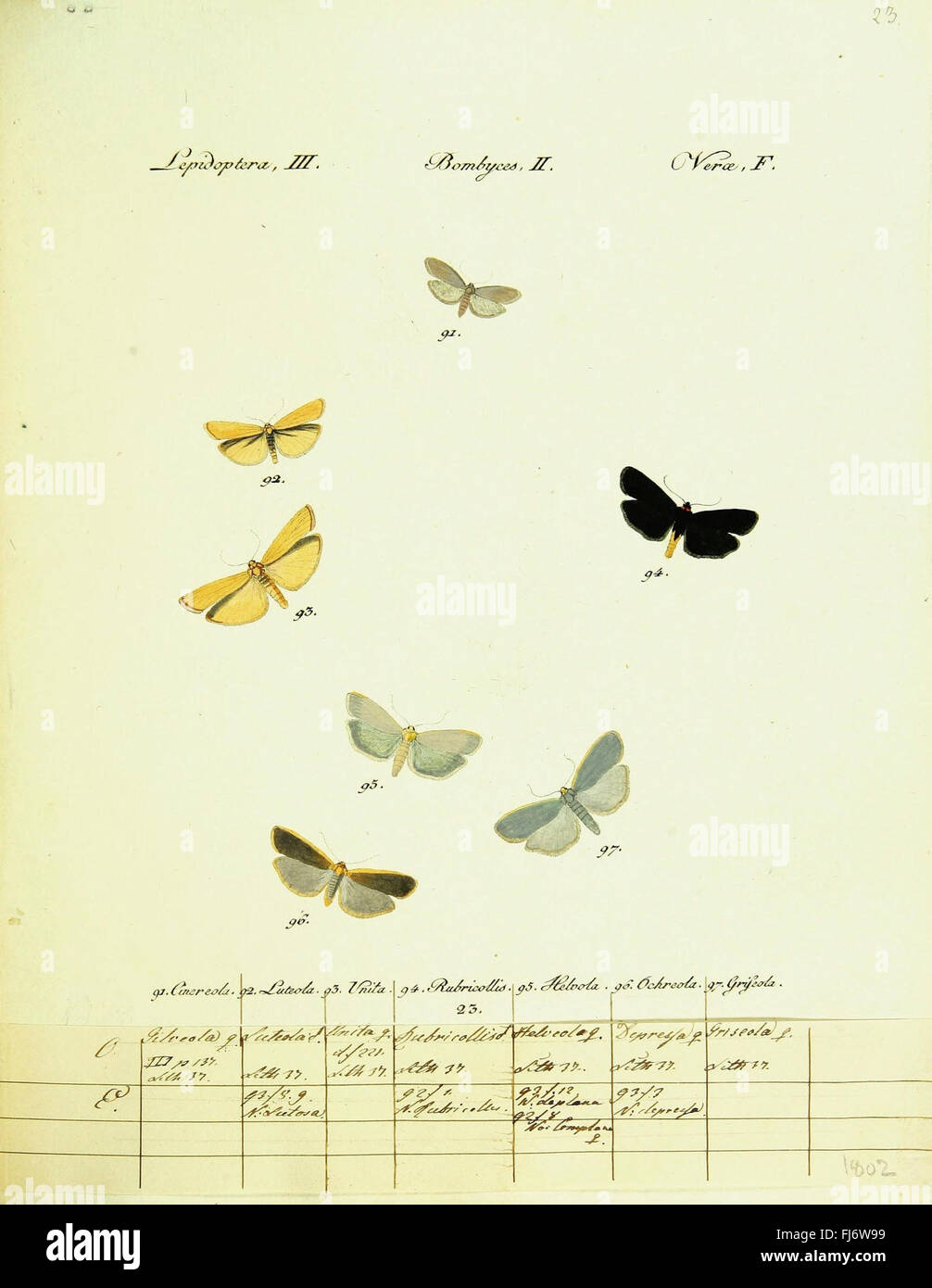 A work illustrating species from the genus Papilio (swallowtail ...
