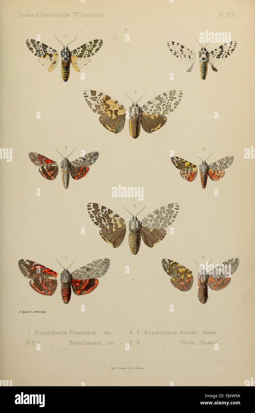 A comprehensive study of Lepidoptera, focusing on the characteristics ...