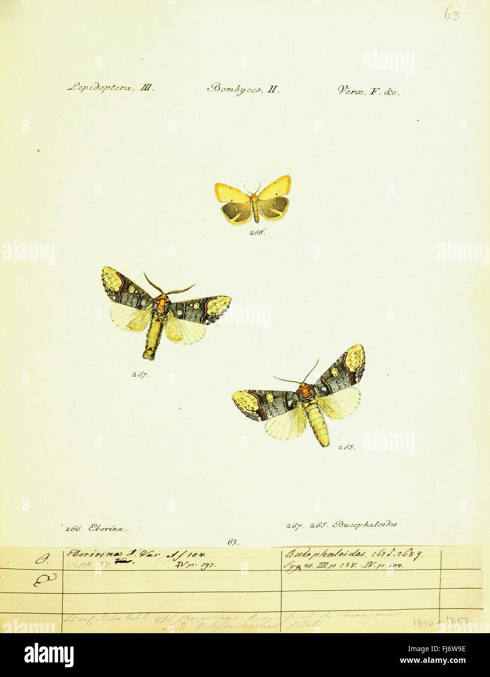 An illustration and description of the butterfly species HC3BCbner's ...