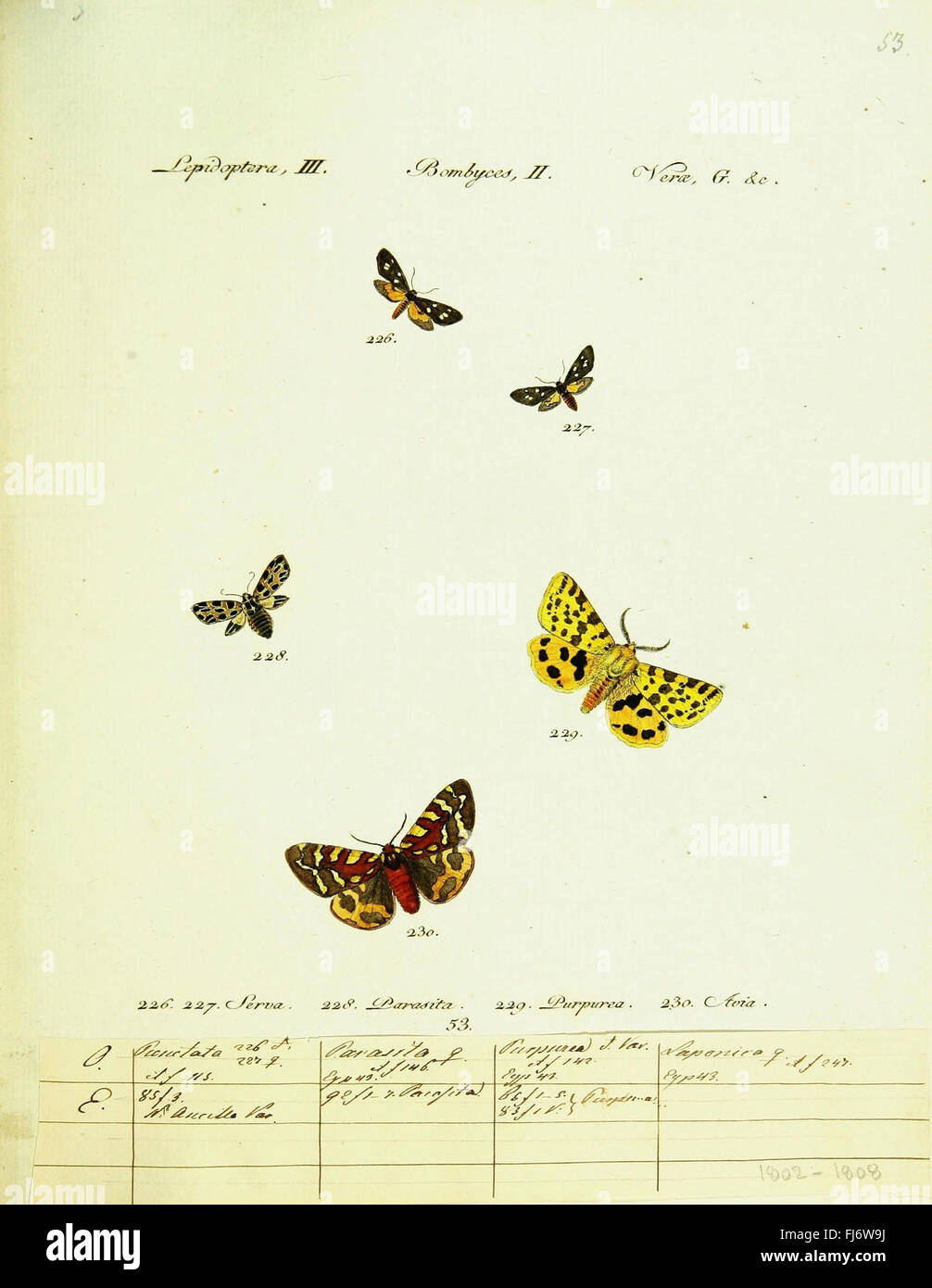 An illustration from Hübner's work on butterflies, focusing on the ...