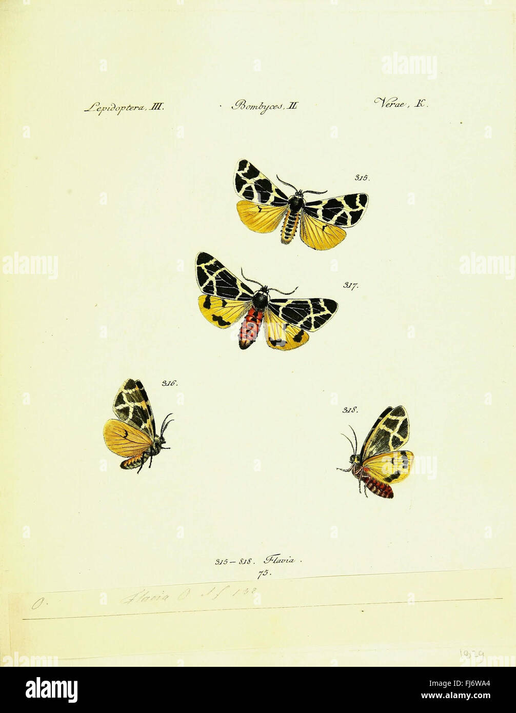 Illustrated study of the Hübner's butterfly species, focusing on ...