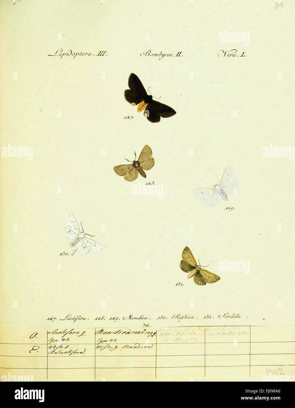 A study of a butterfly species from the Lepidoptera order, focusing on ...