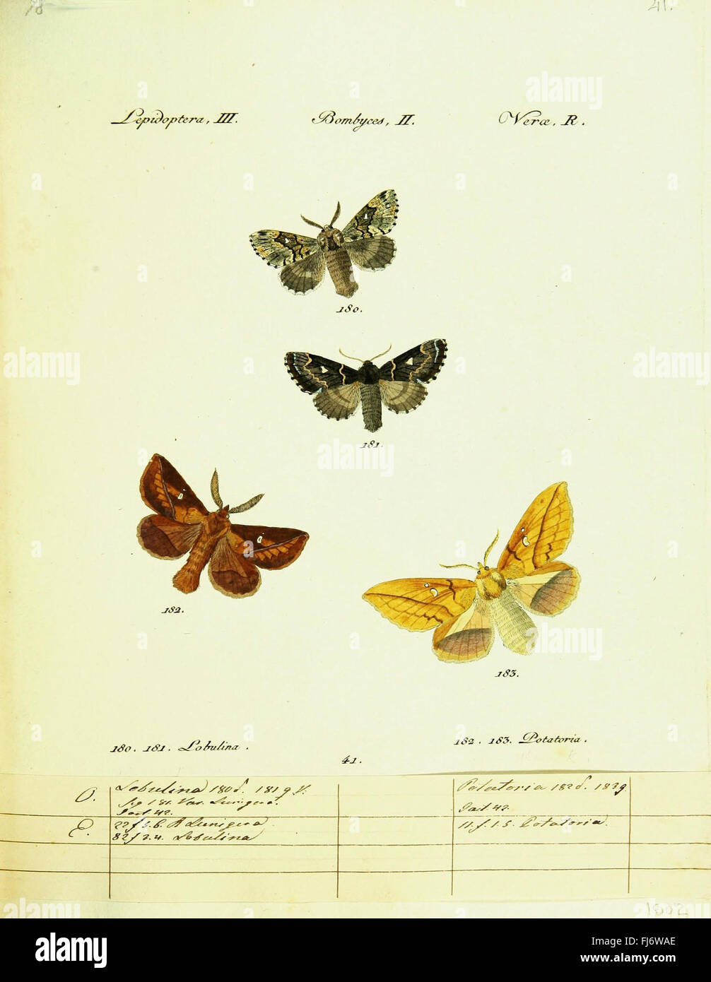 An illustration from 'HC3BCbner's Papilio', showcasing a species of ...