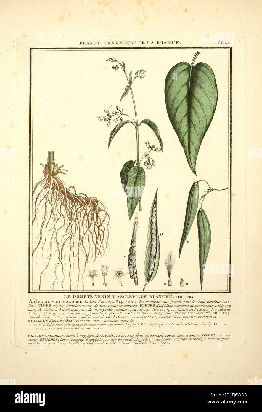 Herbarium of France – A Collection of French Flora, Fungi, and ...