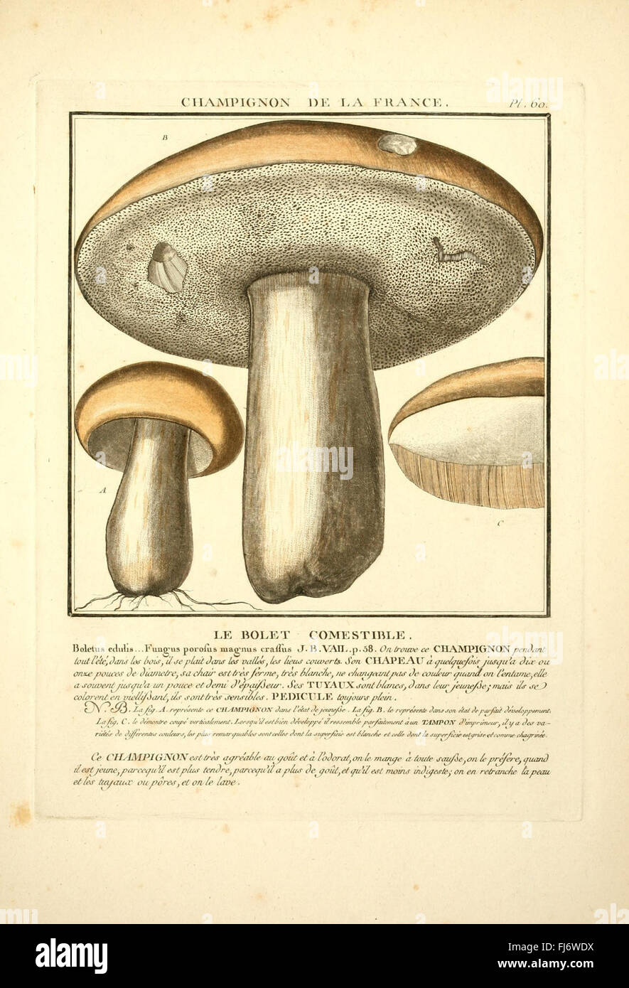 An illustration from 'Herbier de la France,' showcasing French ...
