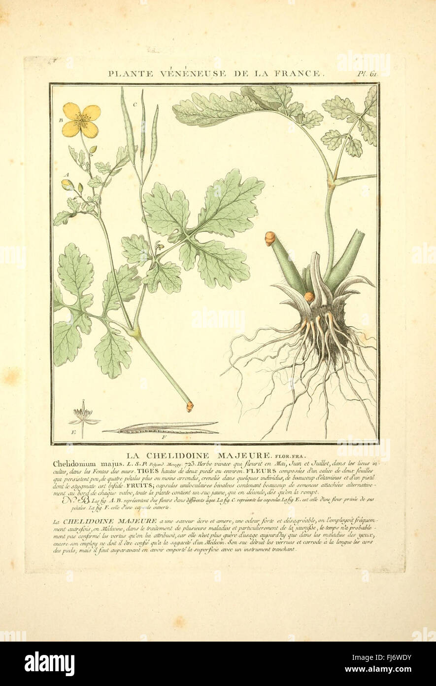 Herbier De La France - A French botanical work depicting medicinal ...