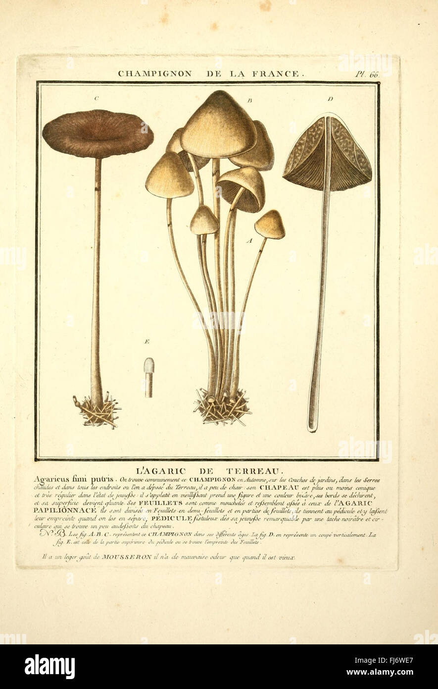 An illustrated collection of French fungi and medicinal plants ...