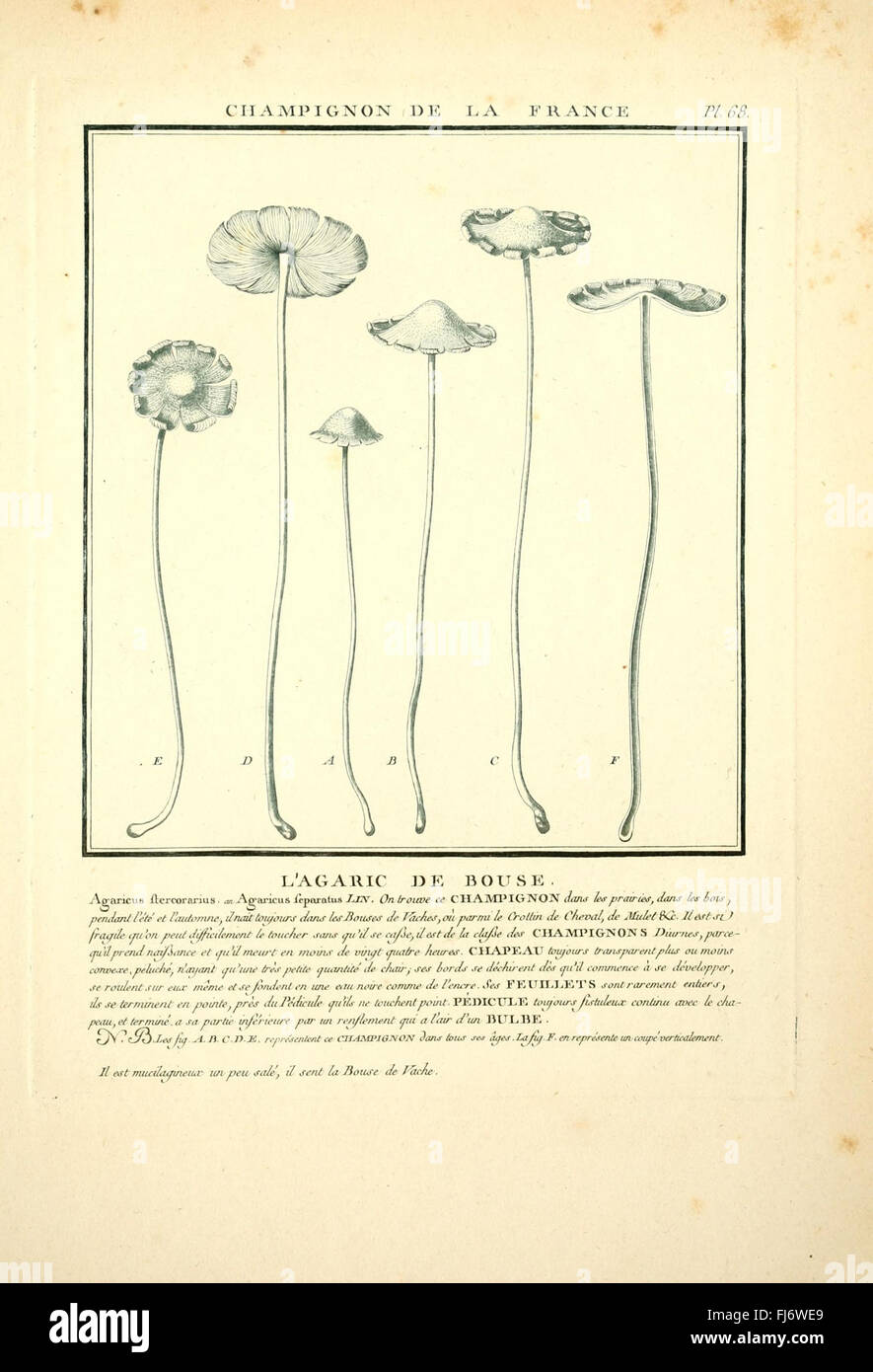 A botanical collection of French flora, including medicinal and ...