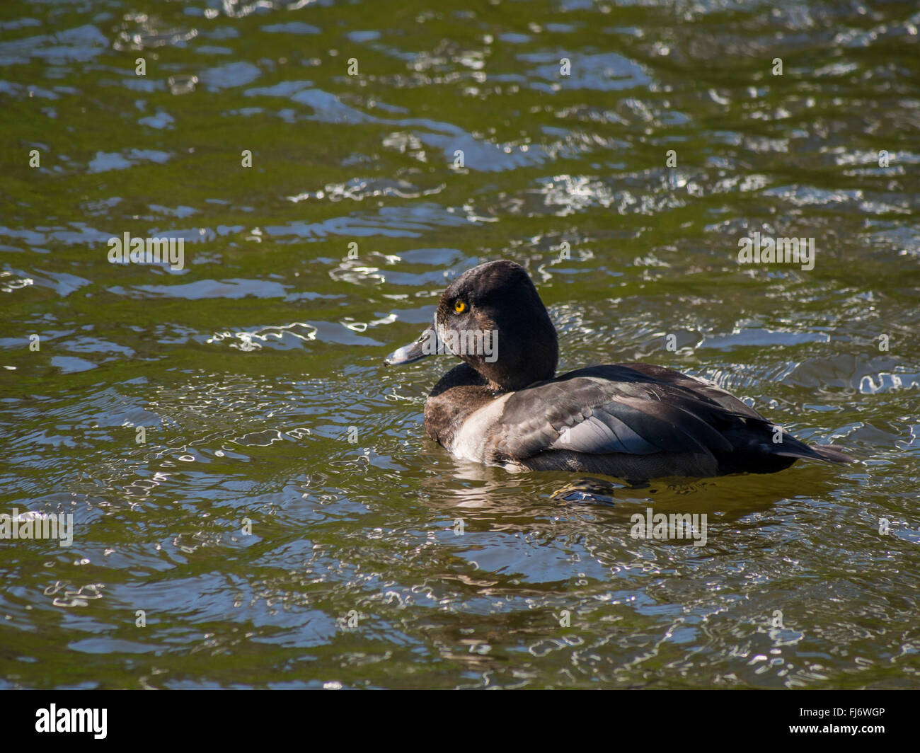 Duck in water Stock Photo - Alamy
