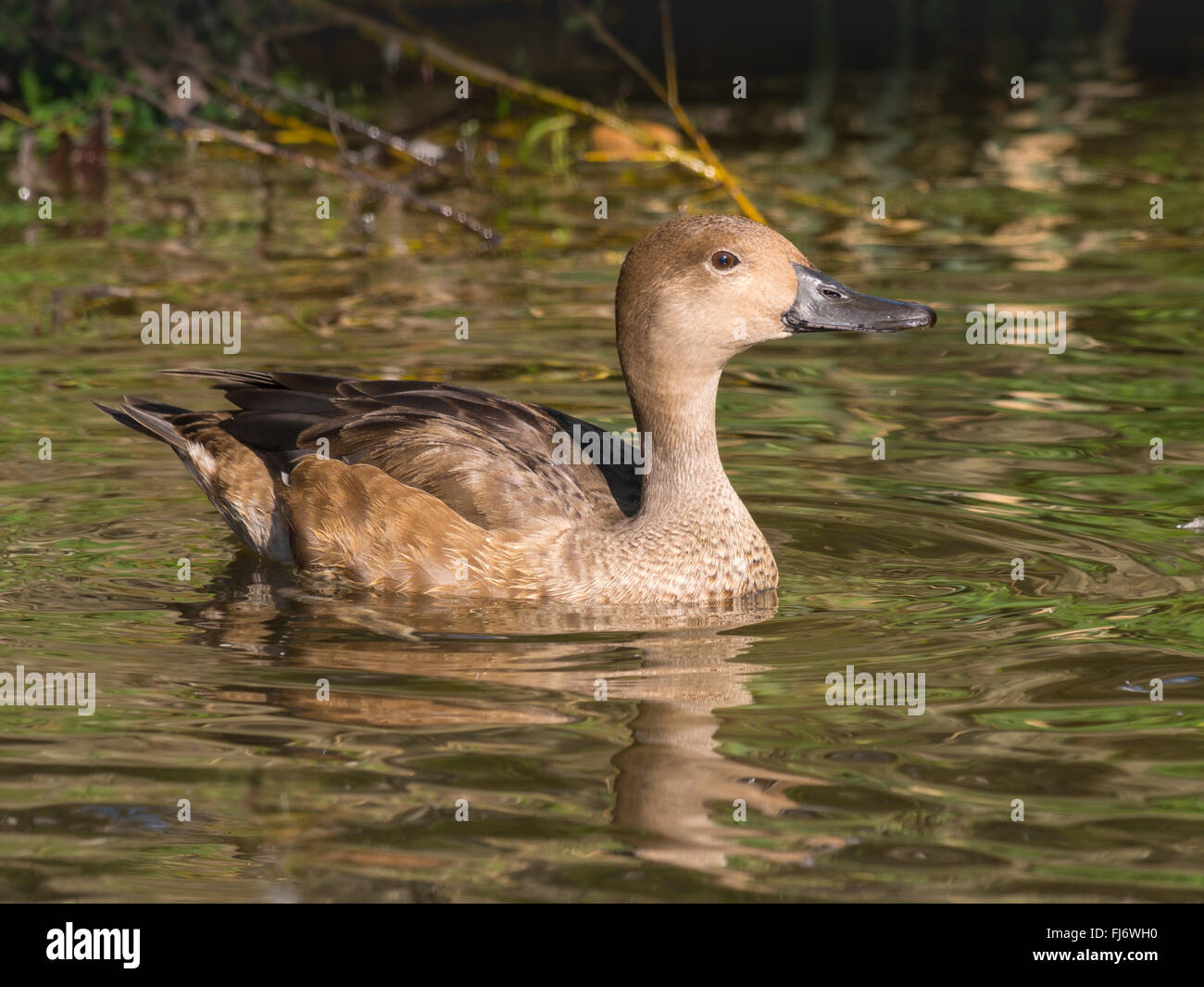 Duck in water Stock Photo - Alamy