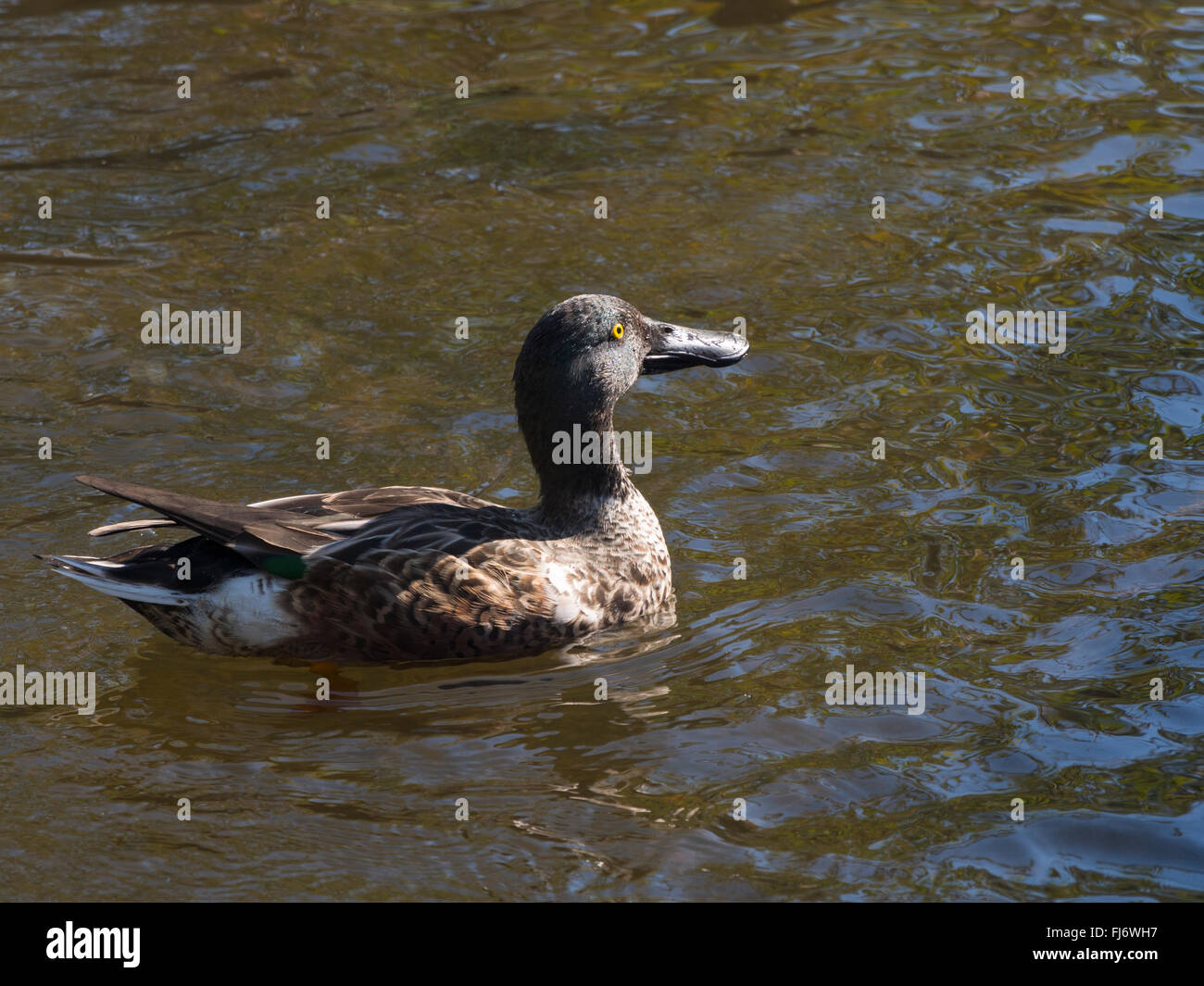 Duck on water Stock Photo - Alamy