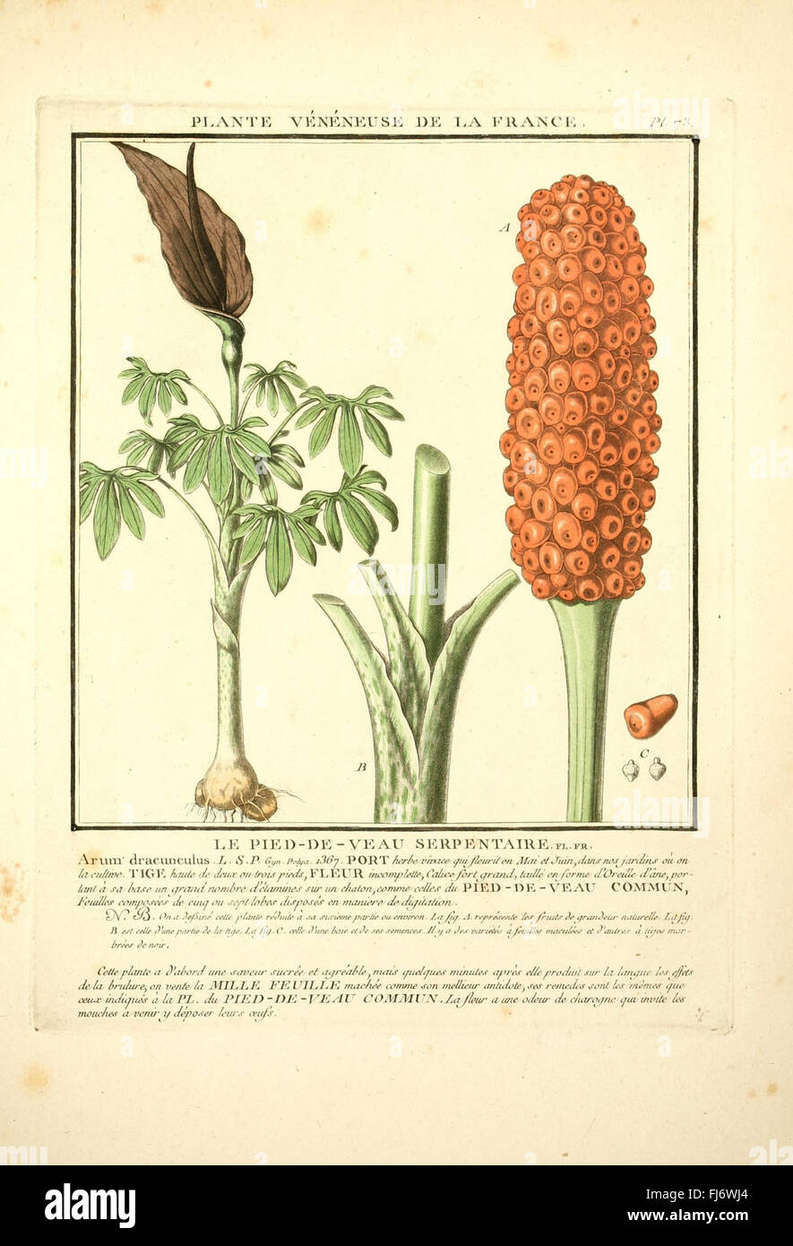 Illustration from 'Herbier de la France' showcasing French plants ...