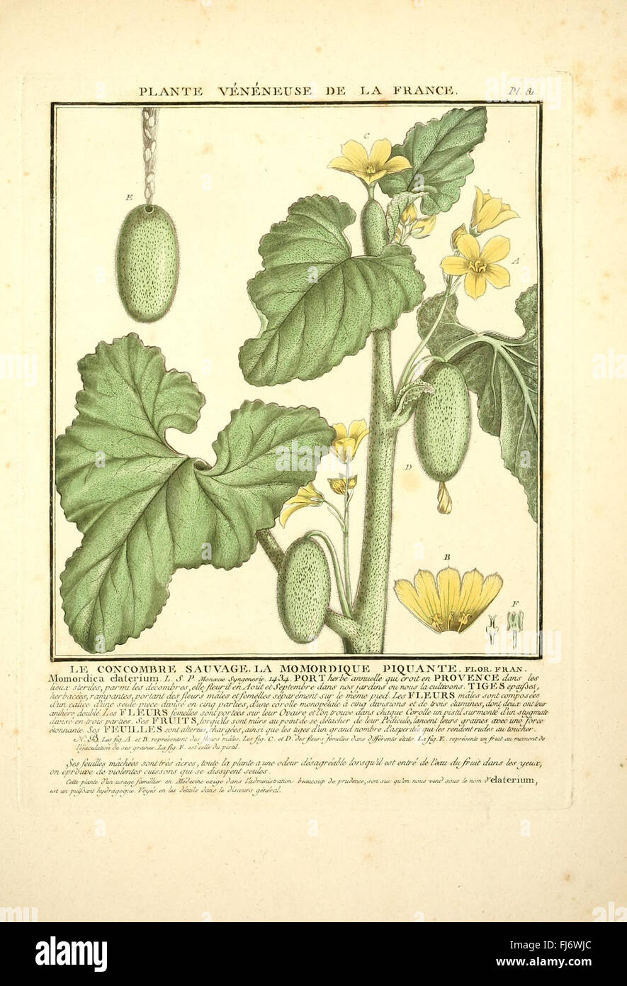 A botanical work featuring a collection of French plants, including ...