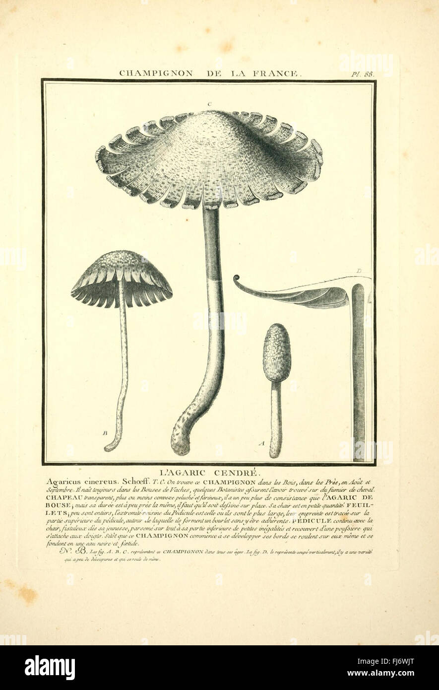 Poisonous plants of france hi-res stock photography and images - Alamy