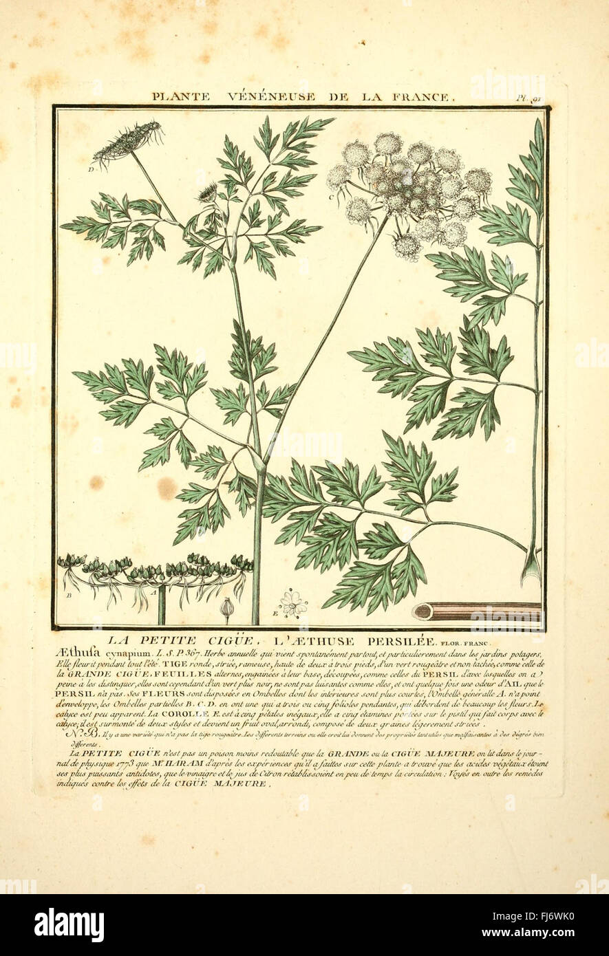 A botanical collection focusing on plants from France, including ...