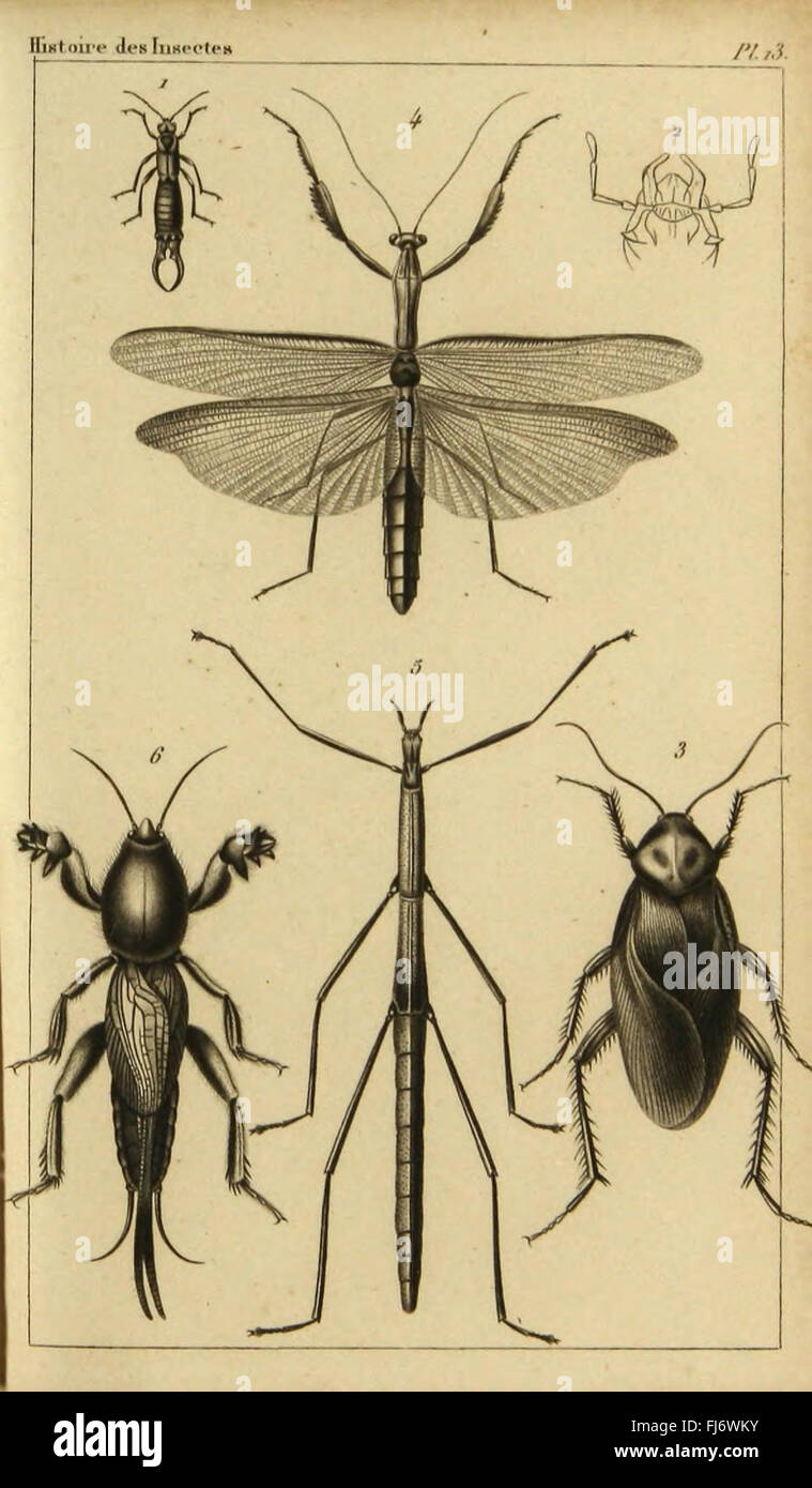 Illustrated work on the history of insects, with detailed depictions ...