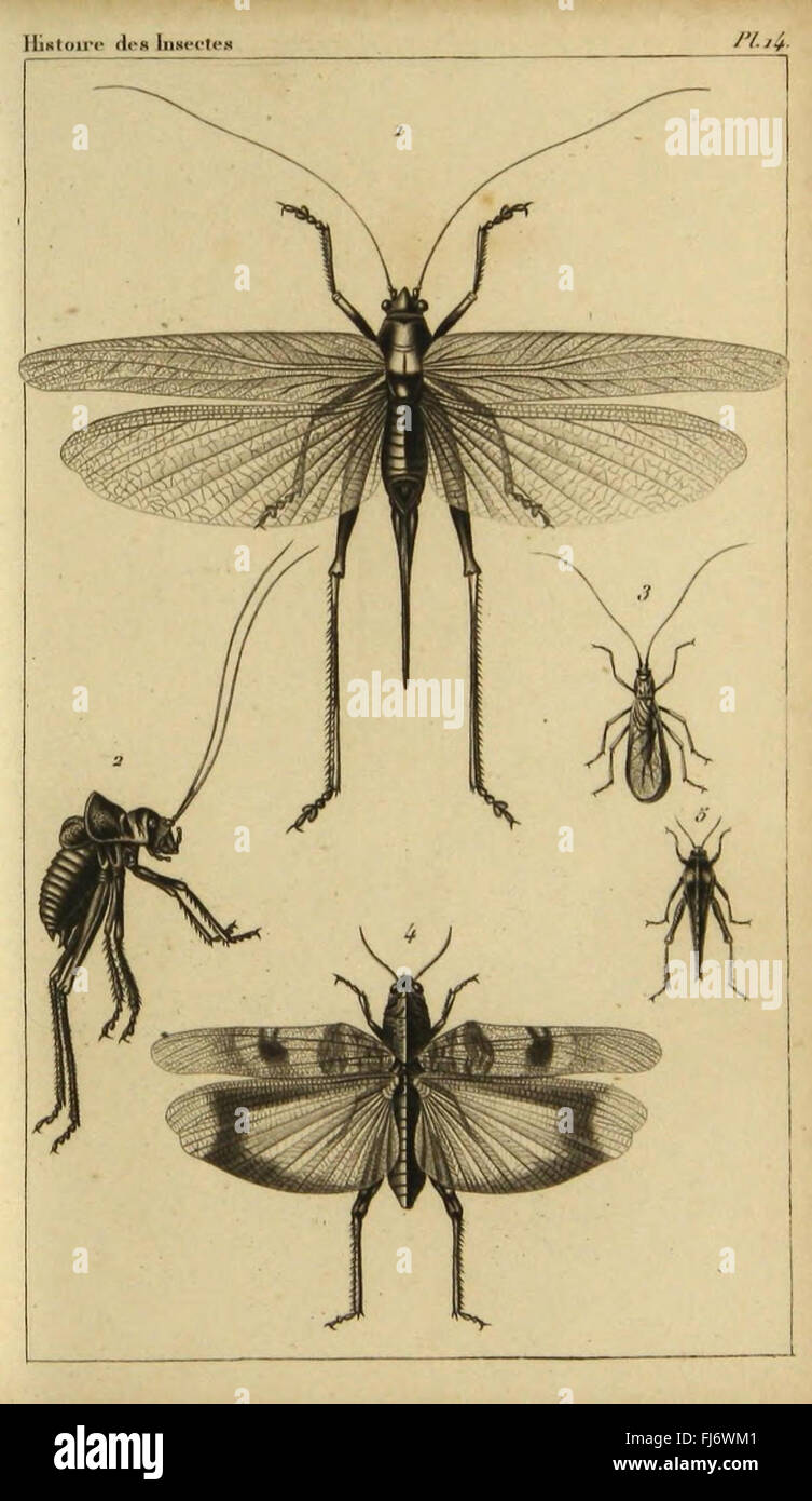 Insectes plate hi-res stock photography and images - Alamy