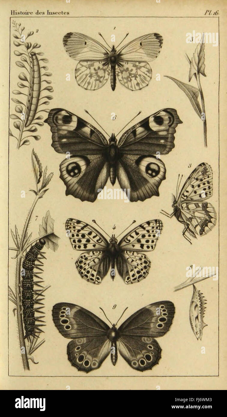 An illustration from 'The History of Insects', focusing on various ...