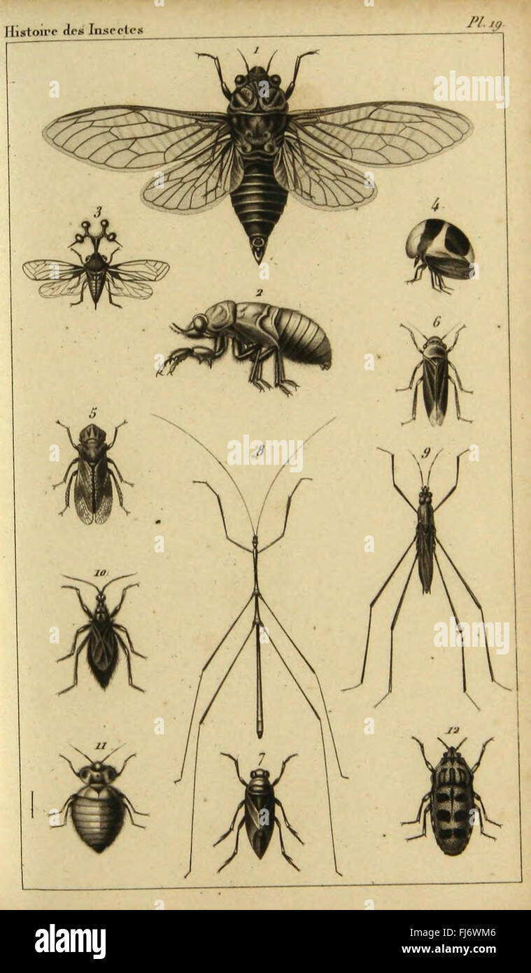 An illustrated history of insects, detailing various species, their ...
