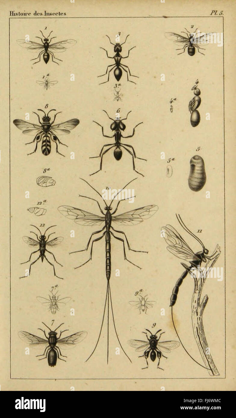 An illustration depicting various insect species, focusing on ...