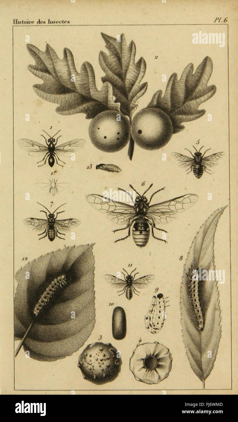 Histoire des Insectes, an illustrated work depicting various insect ...