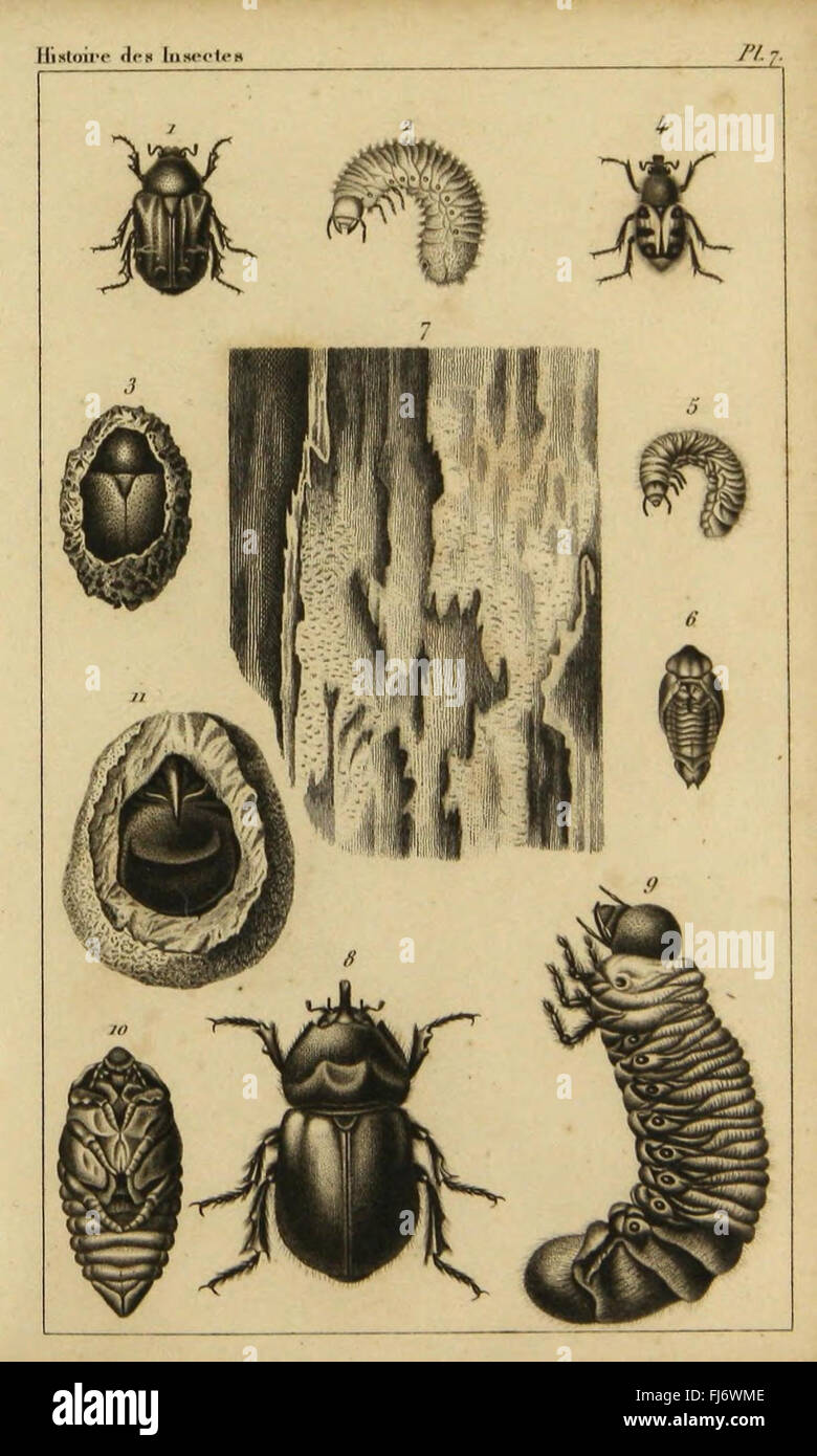 An illustration from 'Histoire des Insectes', depicting various species ...