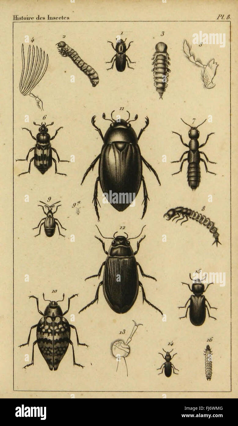 Histoire des Insectes (Plate 8), a historical work detailing insect ...