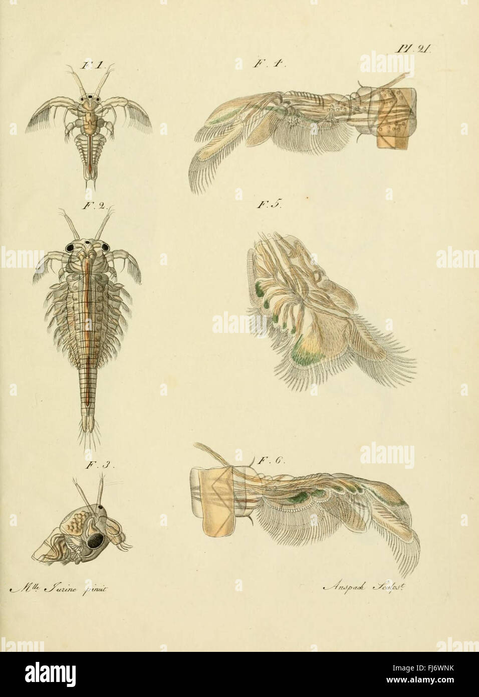 Histoire des monocles qui se trouvent aux environs de Genève (Pl. 21 ...