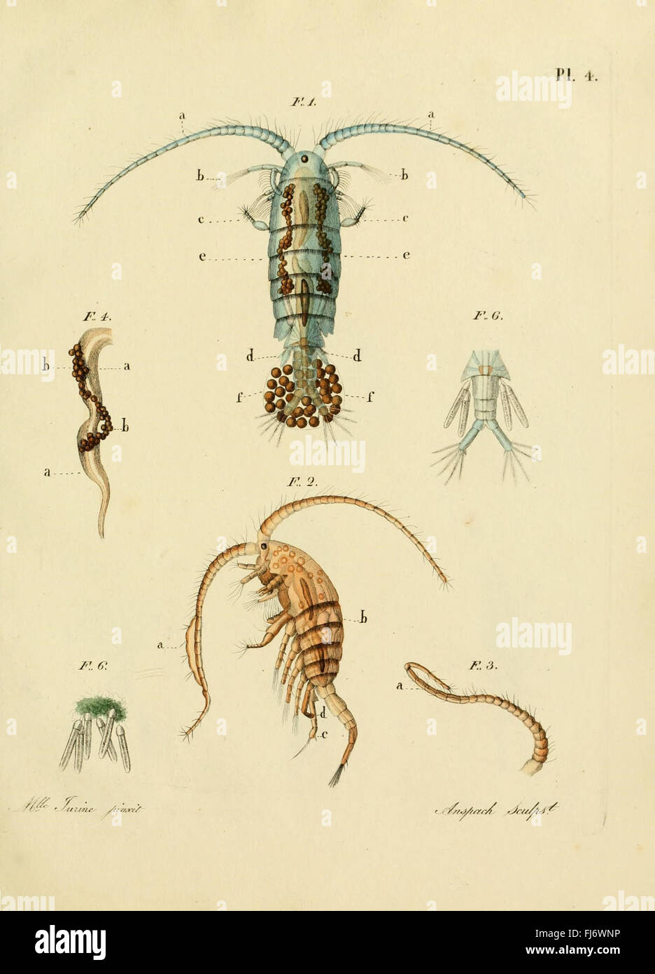 Taxonomy of crustaceans hi-res stock photography and images - Alamy