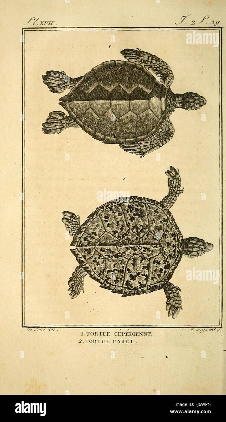 Comprehensive study of reptiles, exploring their anatomy, evolution ...