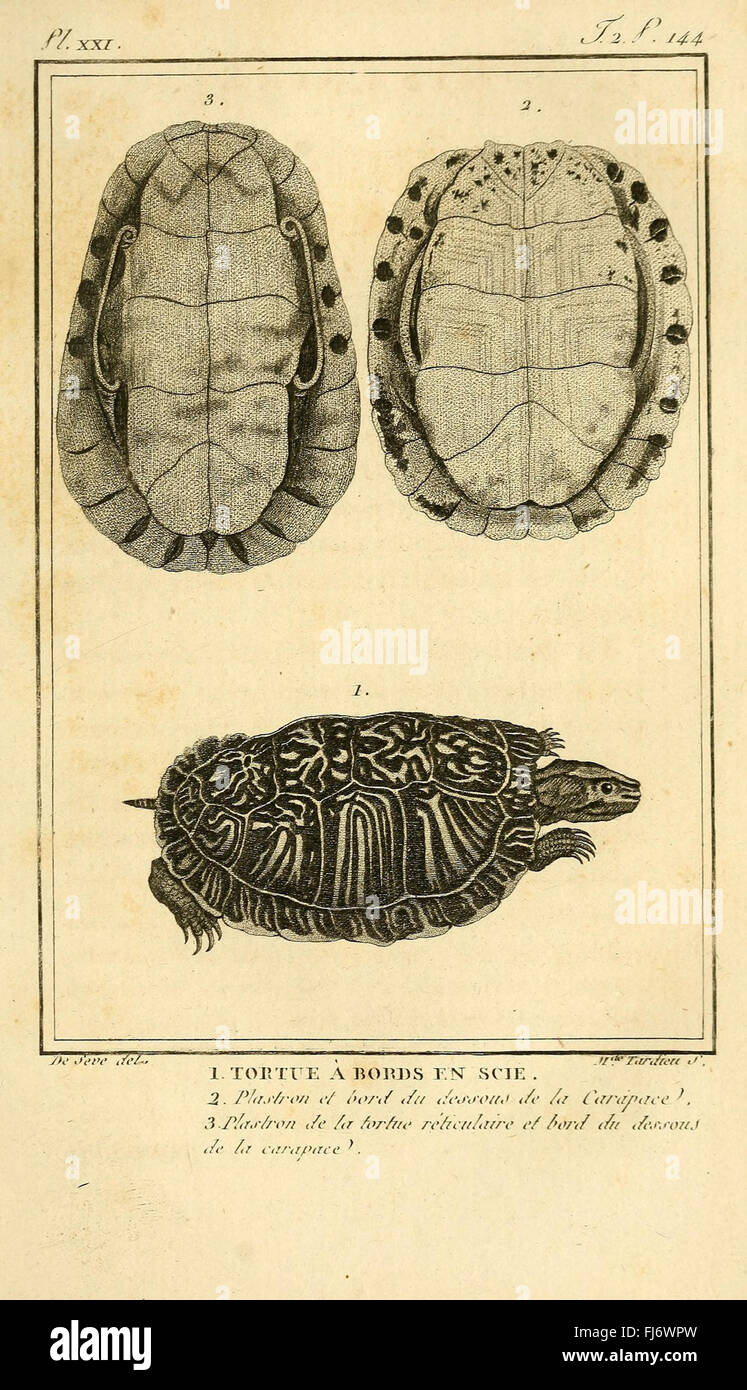 A comprehensive natural history of reptiles, offering detailed ...