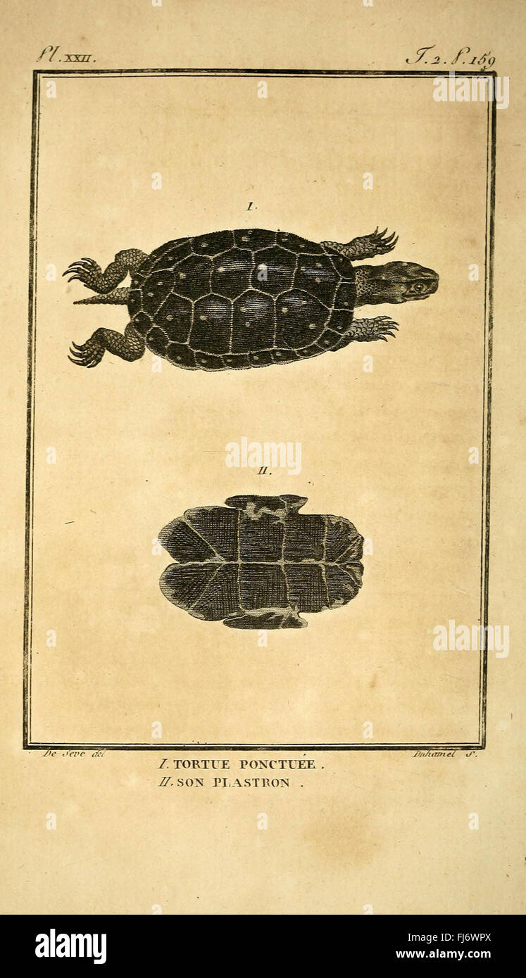 Natural History, General and Particular, of Reptiles, a scientific ...