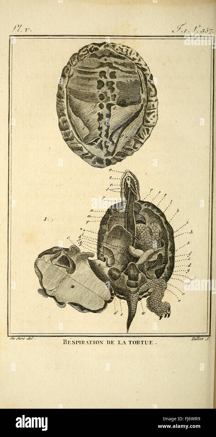 A natural history of reptiles, detailing their anatomy, evolution, and ...