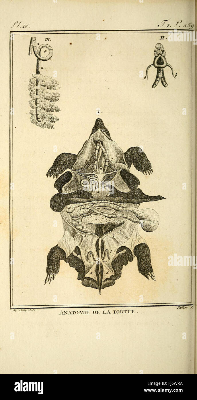 A comprehensive study of reptiles, exploring their anatomy and ...