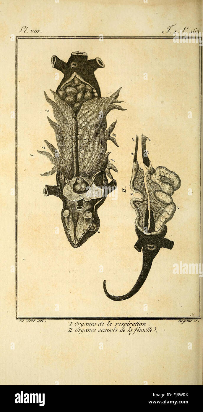 A natural history of reptiles, detailing their anatomy, evolution, and ...