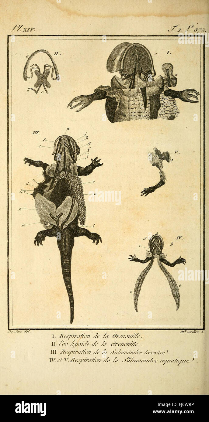 Illustrated zoological study on reptiles, detailing their anatomy ...