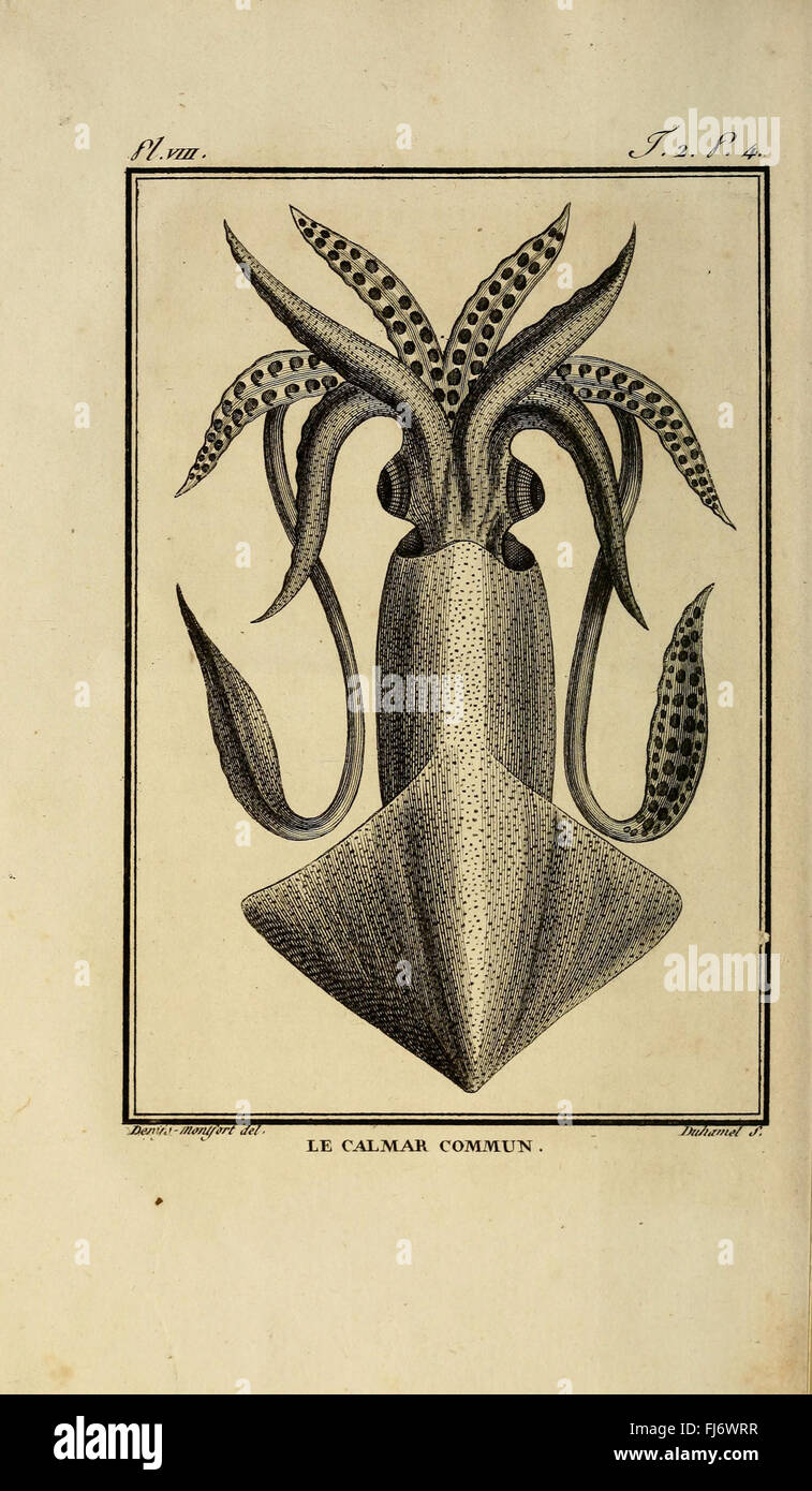 Natural History of Mollusks, General and Particular Studies, Ernst Mayr ...