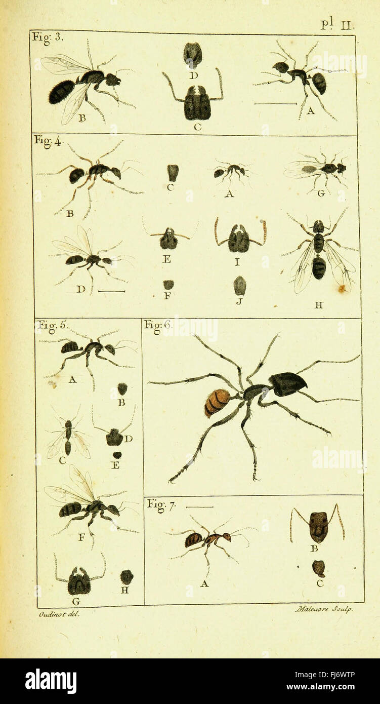 Histoire naturelle des fourmis (Pl. II), Ants Arachnida Cornell ...
