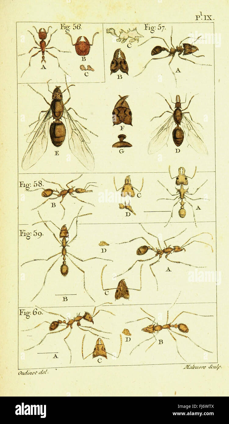 An illustration from 'Natural History of Ants', depicting various ant ...