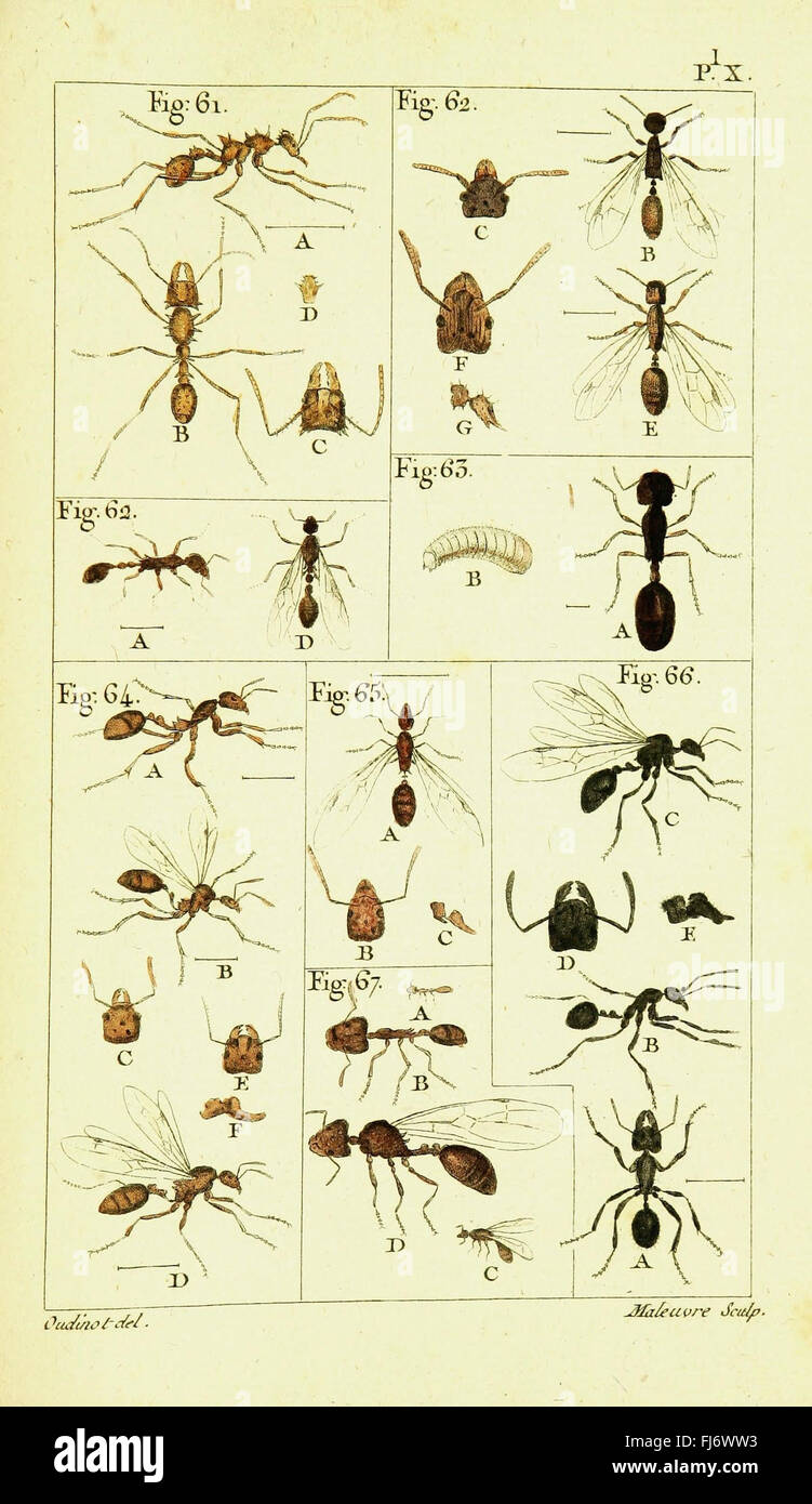 Natural history of ants hi-res stock photography and images - Alamy