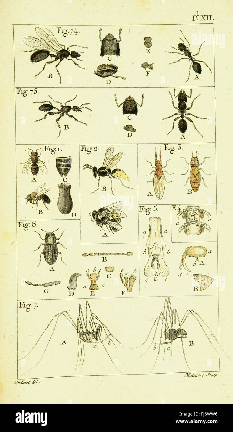 Natural history of ants, ants, Arachnida, Cornell University Library ...