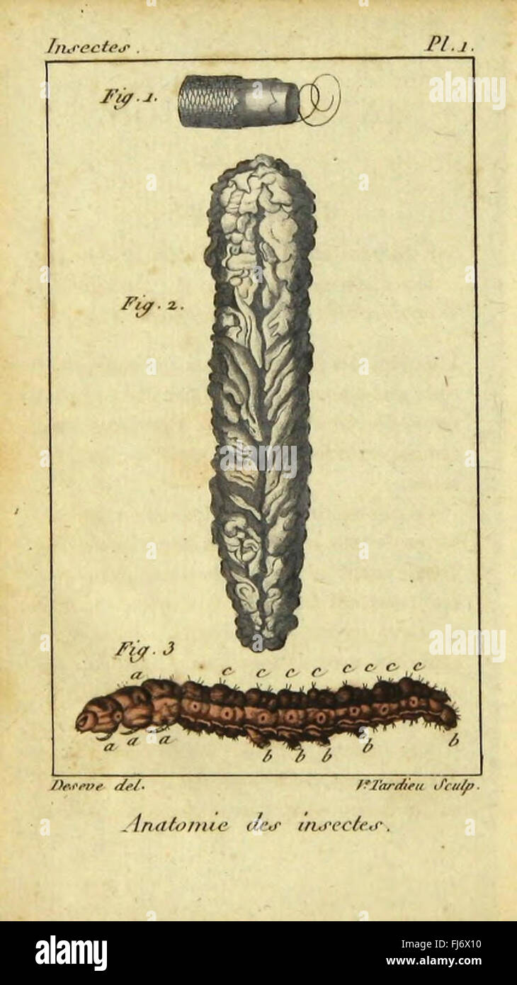 An important work on the natural history of insects, drawing on the ...